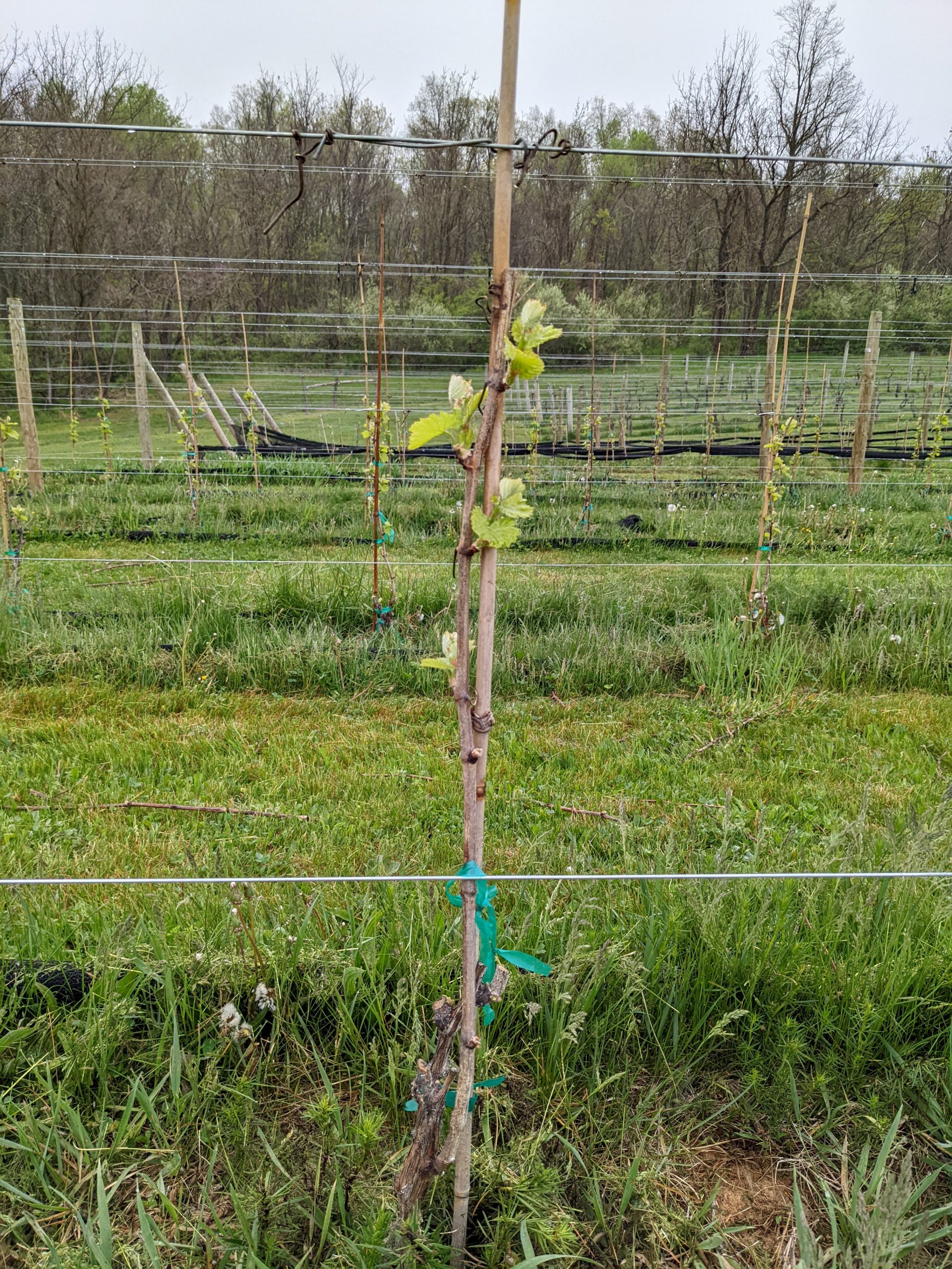 Fungicide spray guide for non-bearing grapes – Virginia Grape Disease ...