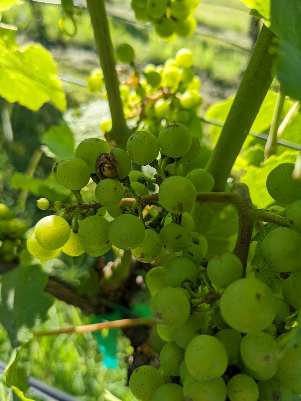 hail damage – Virginia Grape Disease Updates