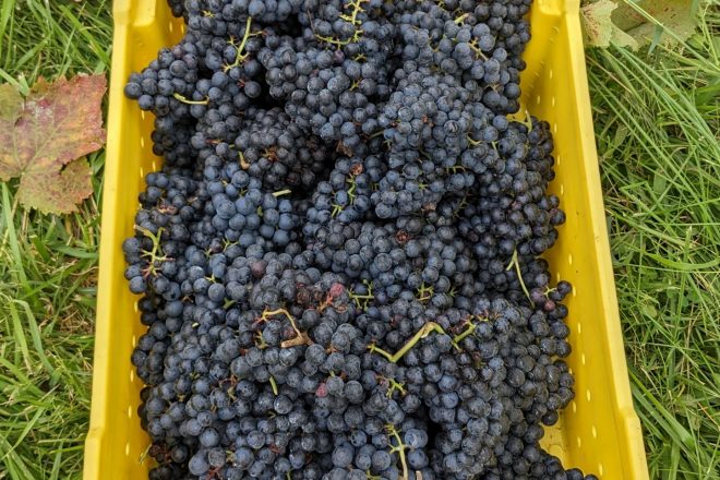 Fungicide spray guide for non-bearing grapes – Virginia Grape Disease ...
