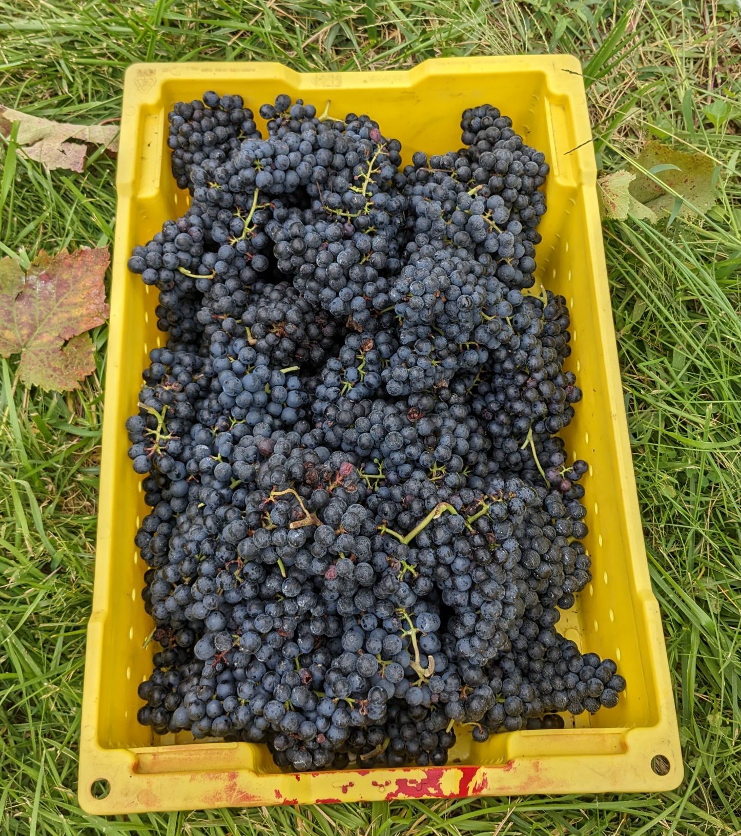 2022 season recap report from the Sentinel Vineyard Project and meeting ...