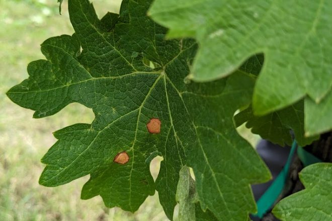 Rains and fungicide sprays – Virginia Grape Disease Updates