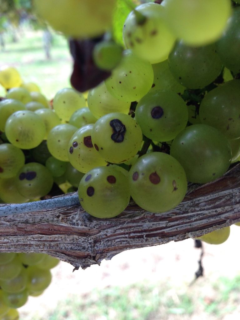 Reminders for early-season grape disease management – Virginia Grape ...