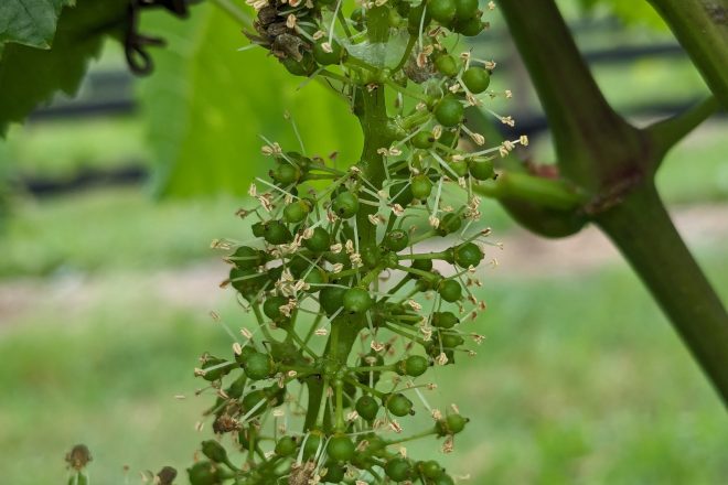 Grape Disease Risk Assessment for this week plus a link to this year’s ...