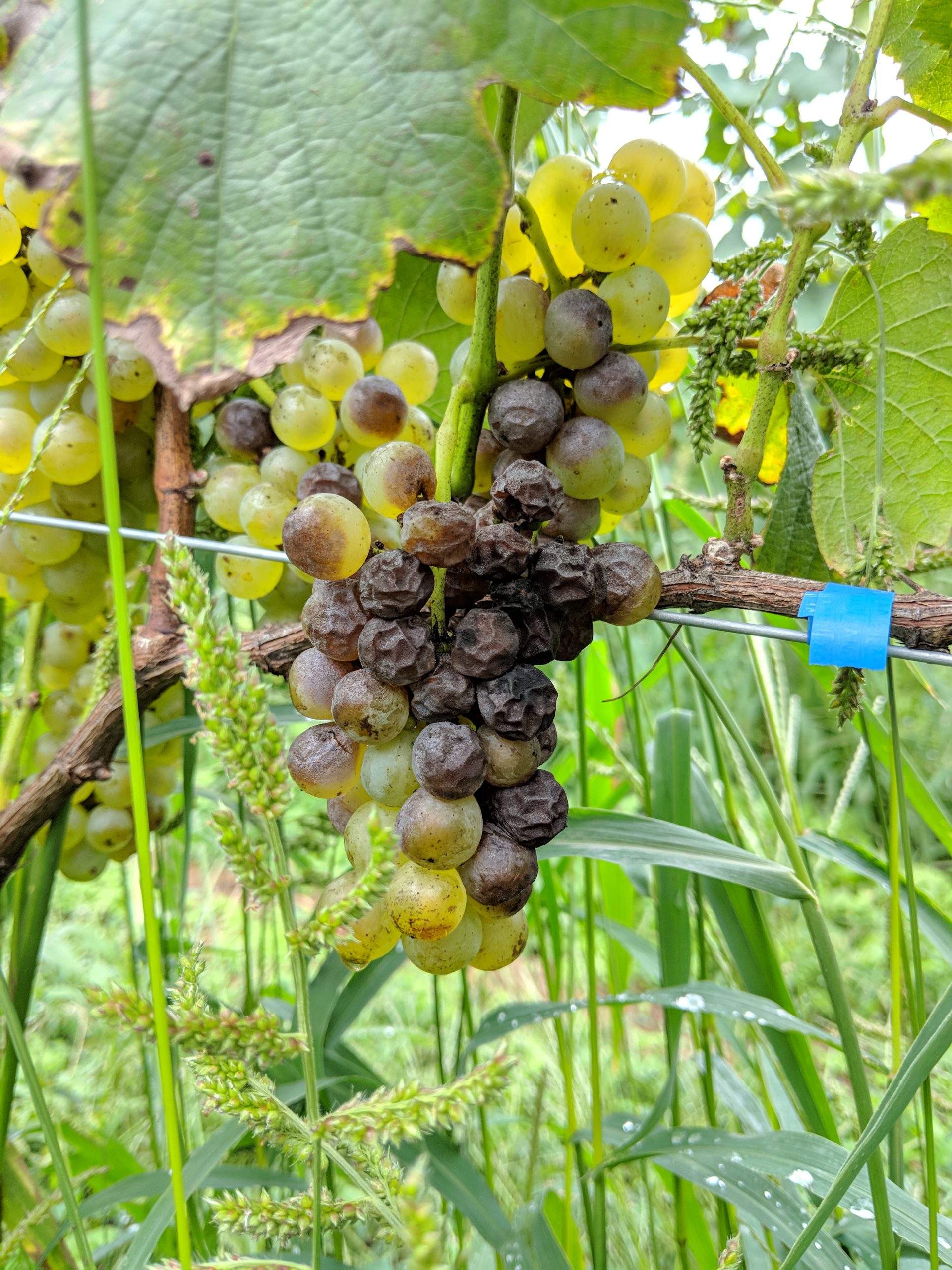 Save the date: VCE Viticulture Winter Workshops 2025 – Virginia Grape ...