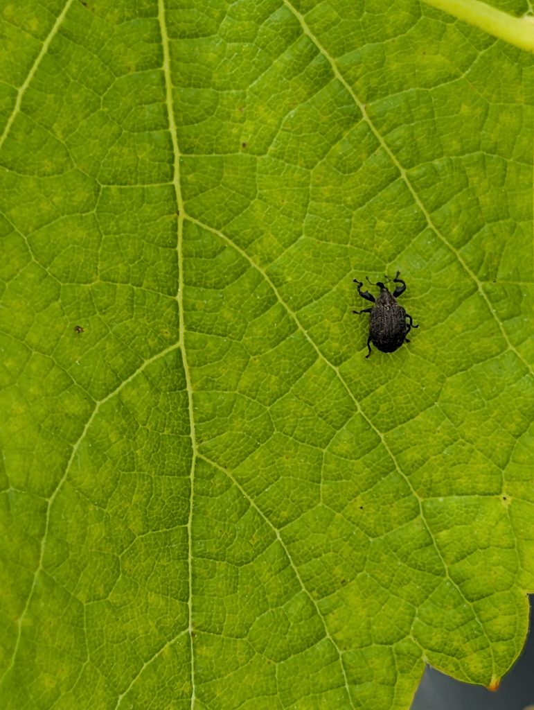 Grape Disease Risks: 6/11-18/2025, 8-day downy mildew forecast, and ...