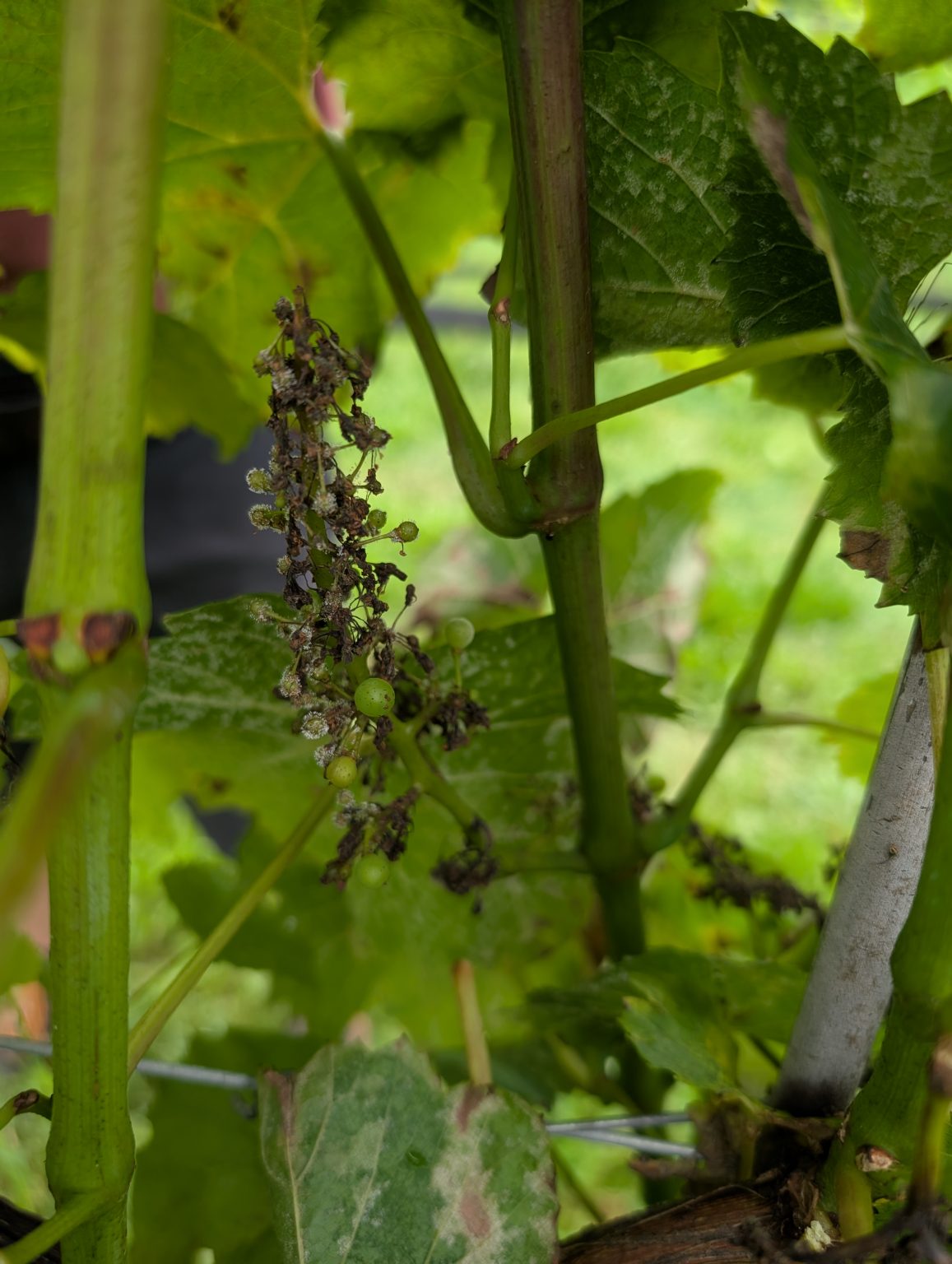 Grape Disease Risks: 6/19 – 6/25/2025, 8-day downy mildew forecast ...