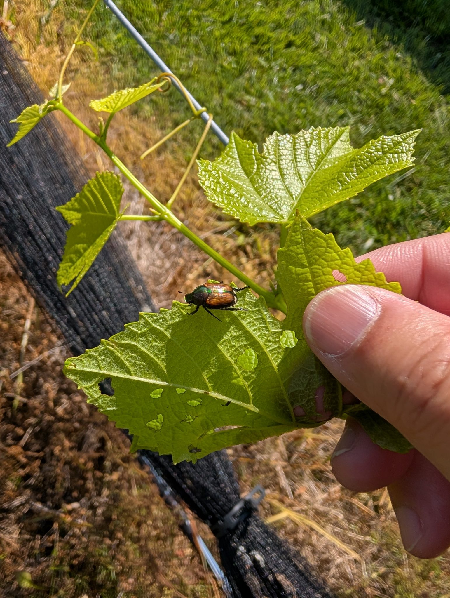 Grape Disease Risks: 6/19 – 6/25/2025, 8-day downy mildew forecast ...