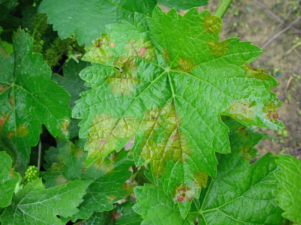 Early Season Disease Management Reminders – Virginia Grape Disease Updates